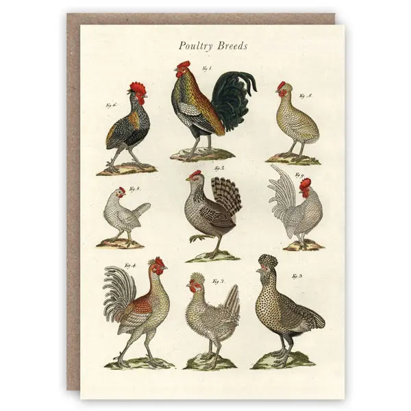 Poultry Breeds Card – Sunshine and Snow Shop